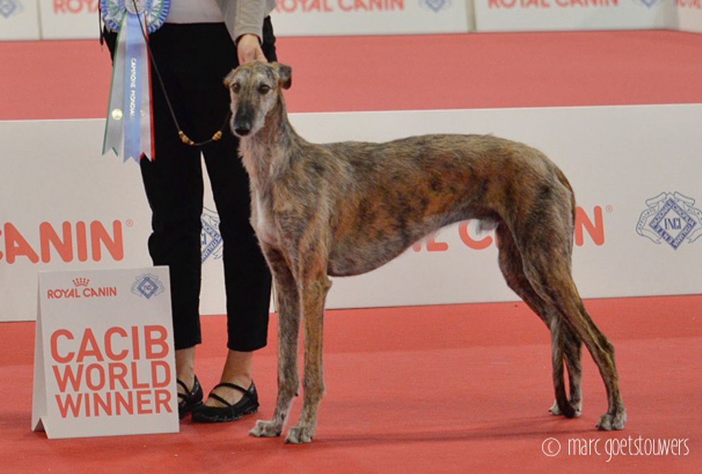 Galgo Español - The Breed Archive