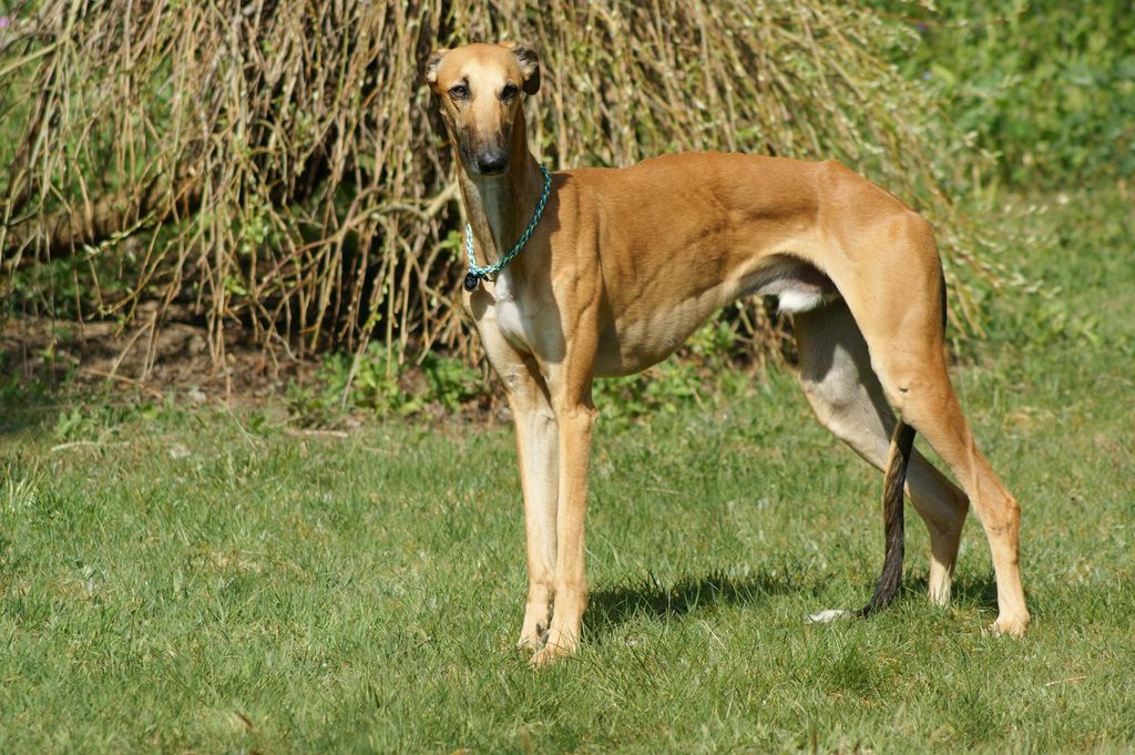 Galgo Español - The Breed Archive