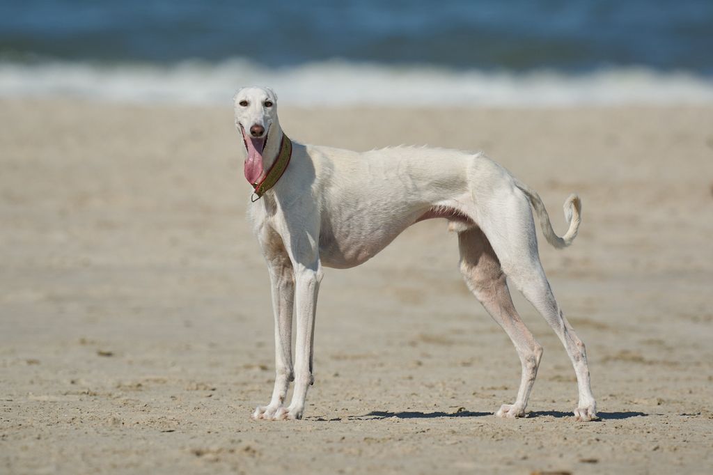 Galgo Español - The Breed Archive