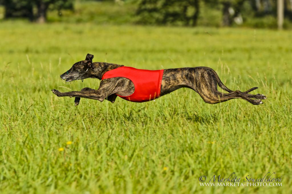 Galgo Español - The Breed Archive