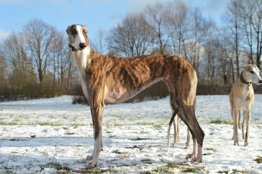 Galgo Español - The Breed Archive