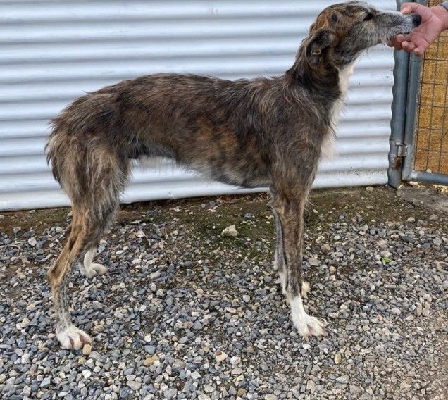 Galgo Español - The Breed Archive