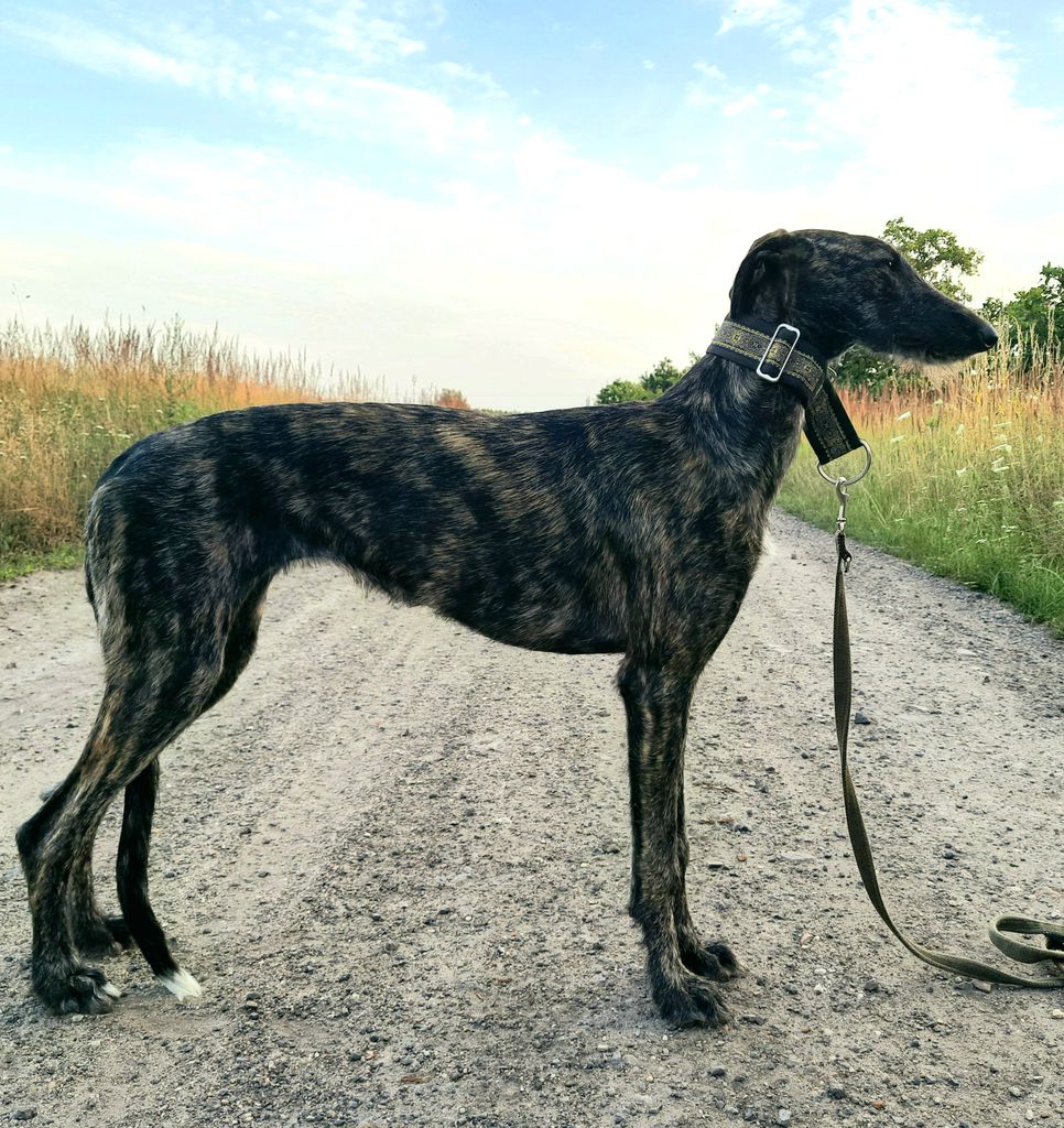 Galgo Español - The Breed Archive