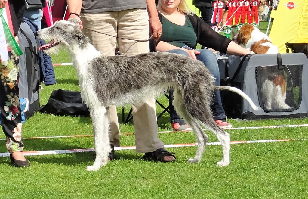 Galgo Español - The Breed Archive