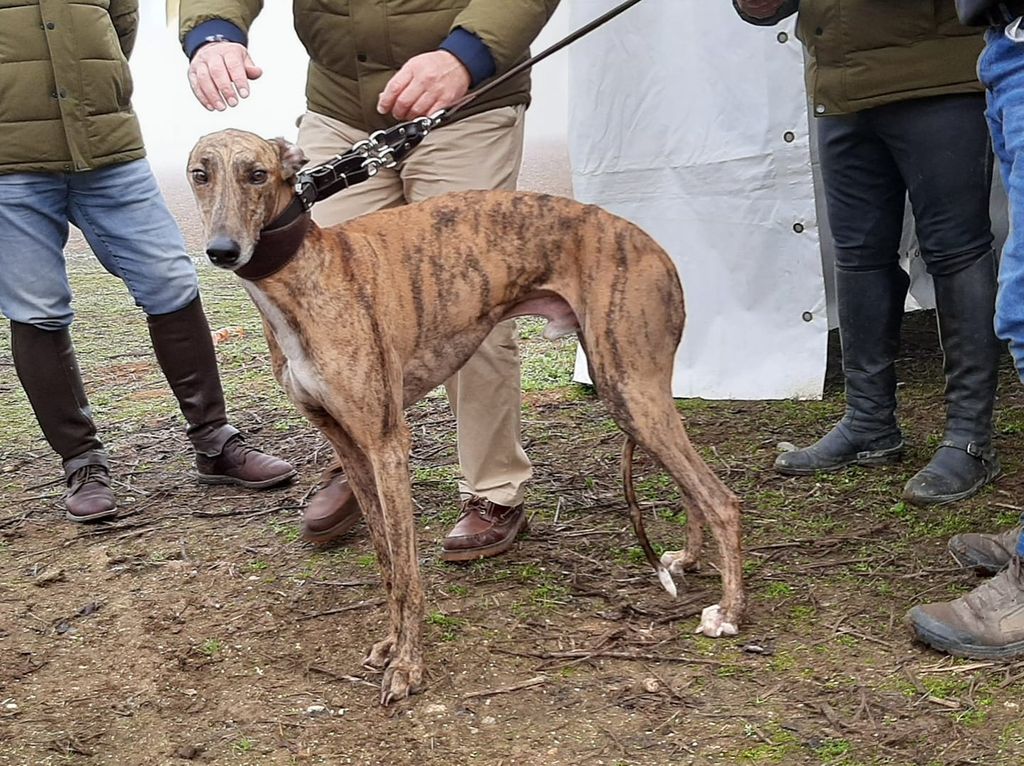 Galgo Español - The Breed Archive