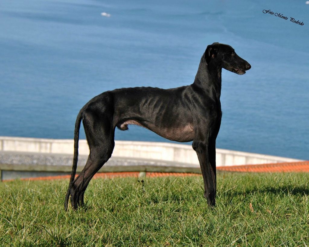 Galgo Español - The Breed Archive