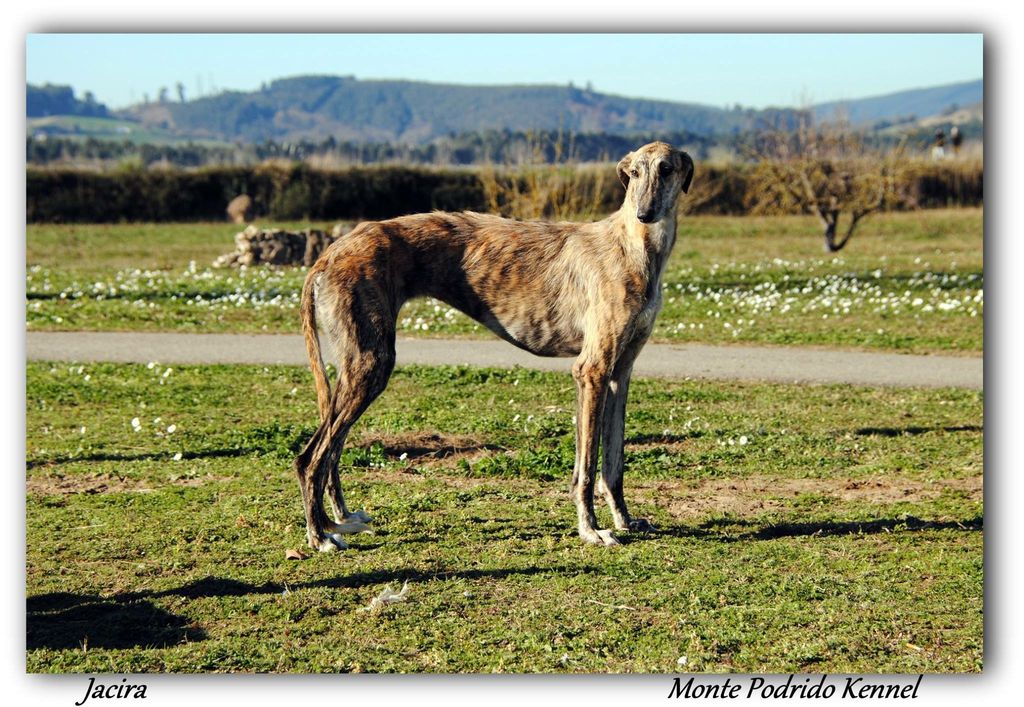 Galgo Español - The Breed Archive