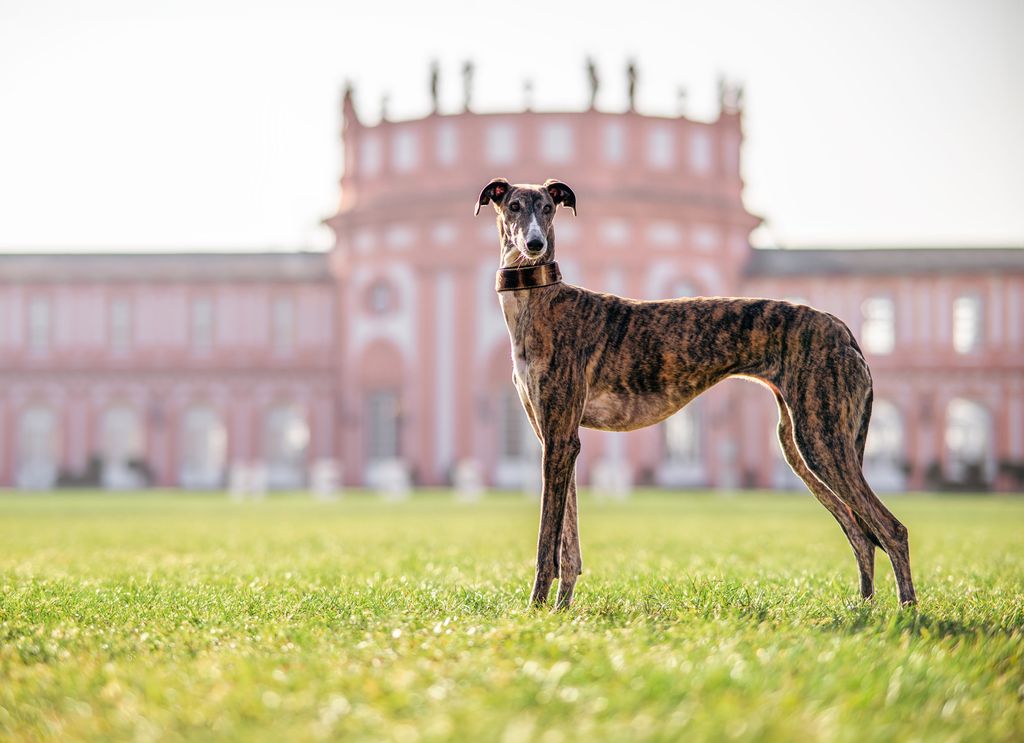 Galgo Español - The Breed Archive