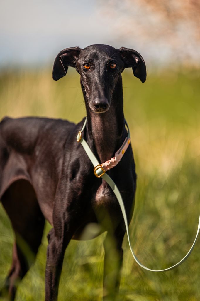 Galgo Español - The Breed Archive