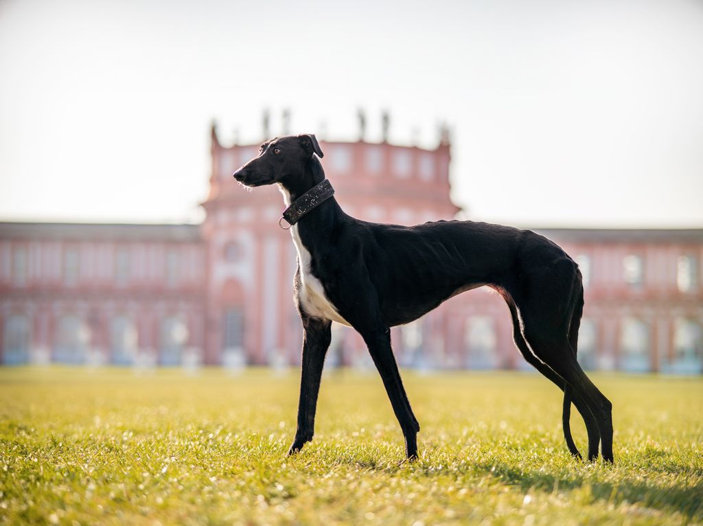 Galgo Español - The Breed Archive
