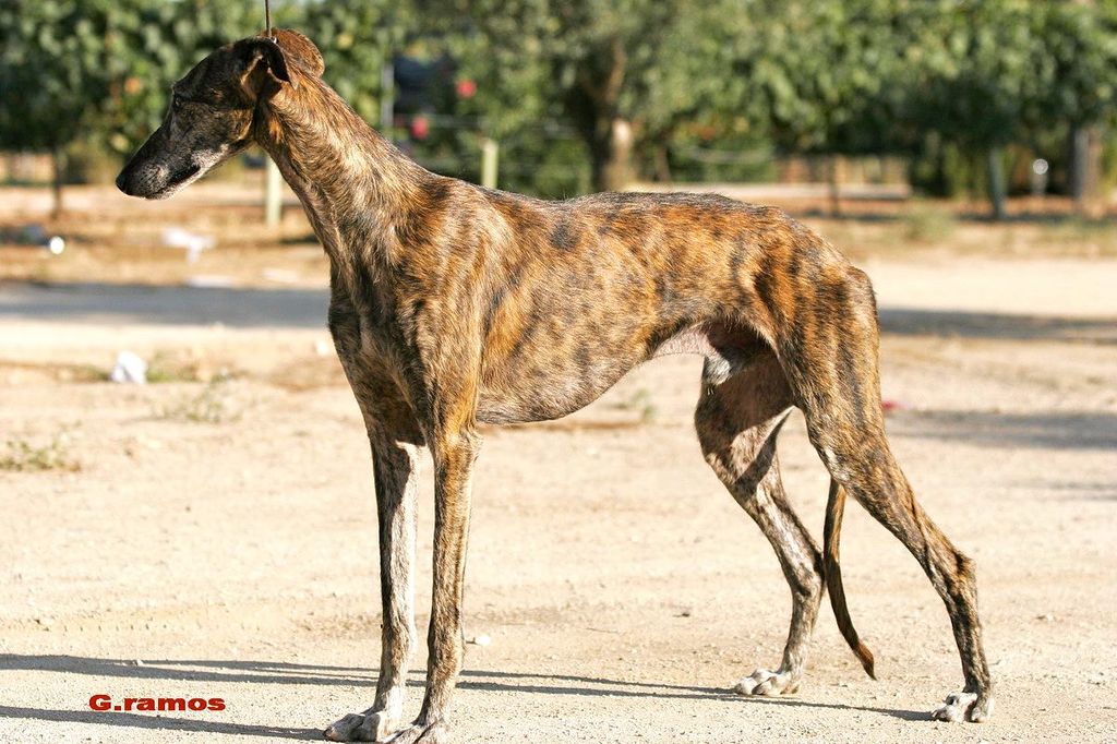 Galgo Español - The Breed Archive
