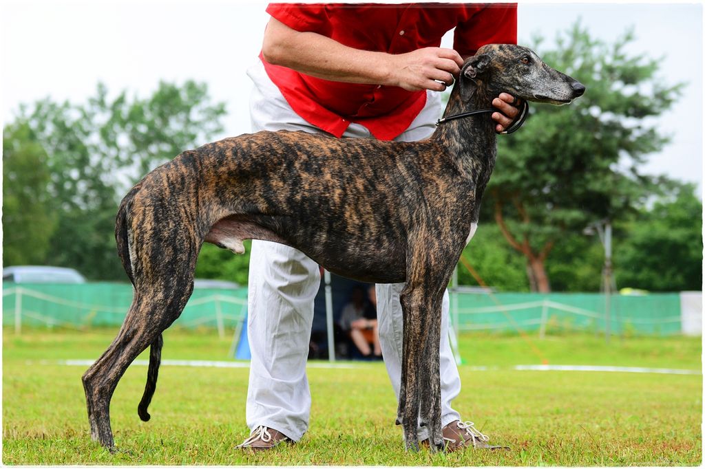 Galgo Español - The Breed Archive